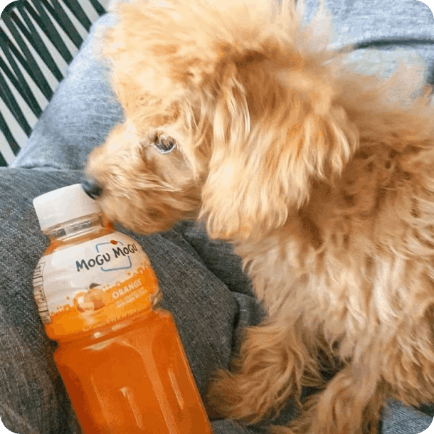 모구모구 전 세계 1위 코코넛 젤리 음료 Official Mogu Mogu