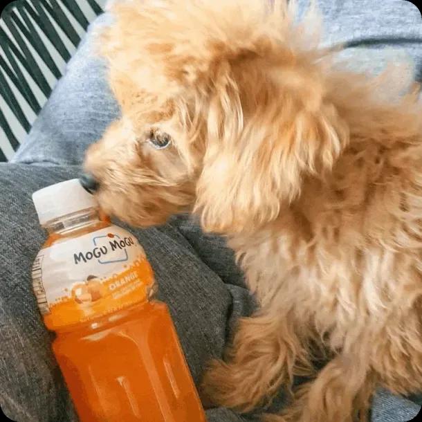 Mogu Mogu - La boisson à la Nata de Coco | Approuvée dans le monde entier